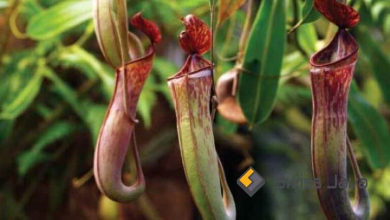 Bunga Langka yang Dilindungi di Indonesia : 20 Bunga Langka