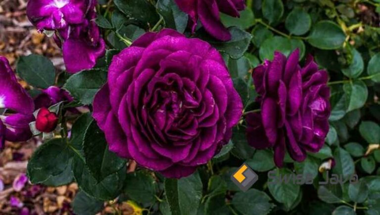 Gambar Bunga Mawar Warna-Warni Lengkap dengan 8 Gambar