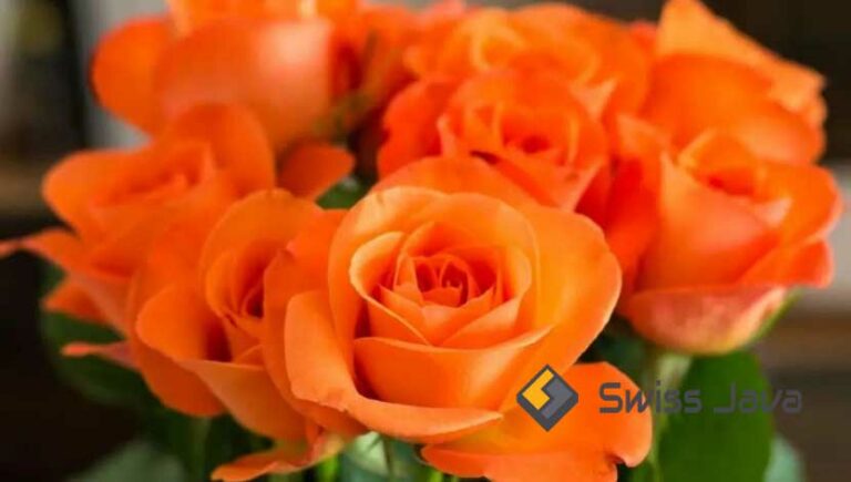 Gambar Bunga Mawar Warna-Warni Lengkap dengan 8 Gambar