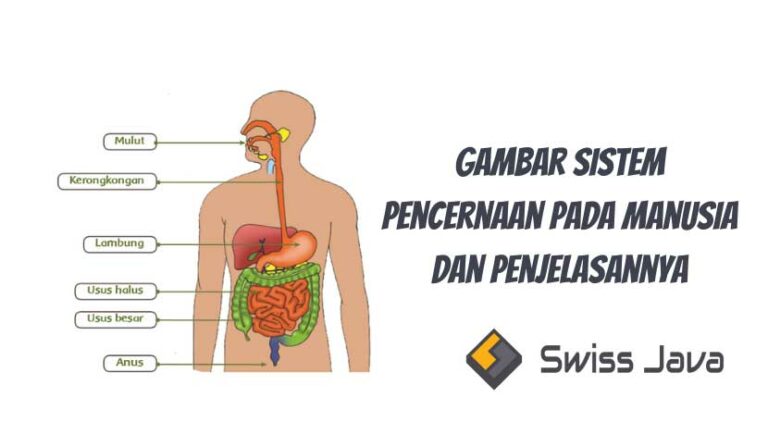 6 Gambar Sistem Pencernaan Pada Manusia dan Penjelasannya