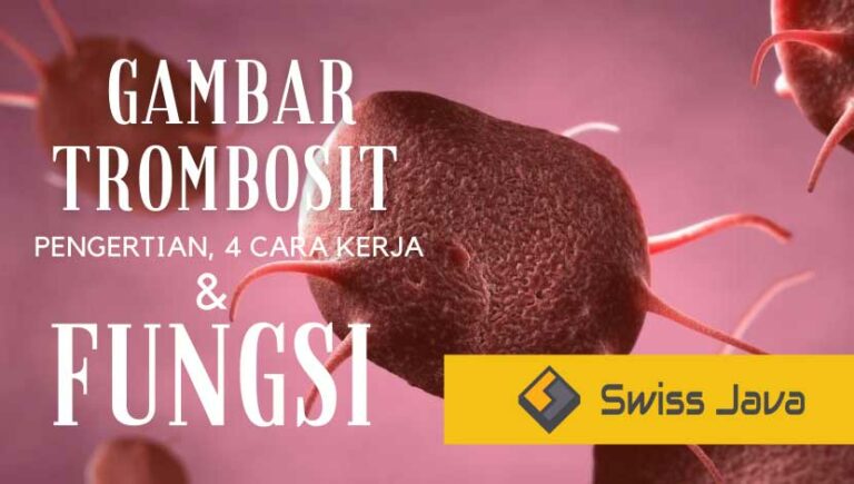 Gambar Trombosit : Pengertian, 4 Cara Kerja dan Fungsi