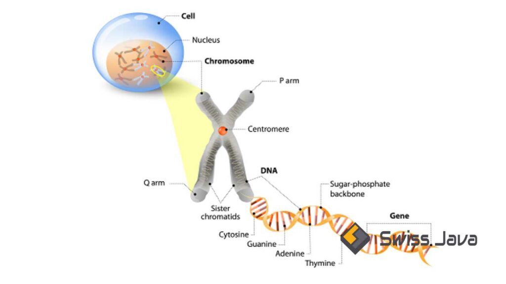 Keanekaragaman Tingkat Gen - Pengertian dan Contohnya